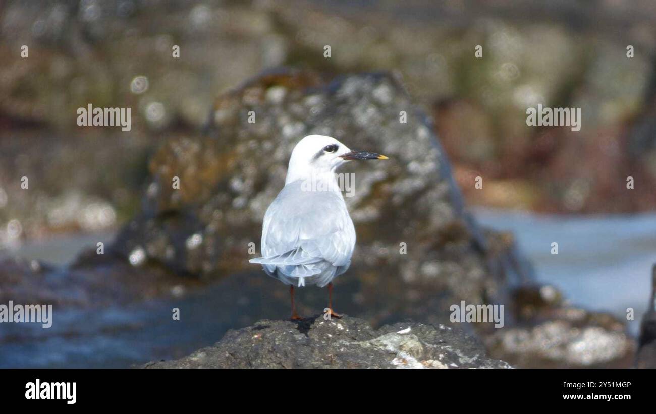 Snowy-crowned Tern (Sterna trudeaui) Aves Stock Photo - Alamy