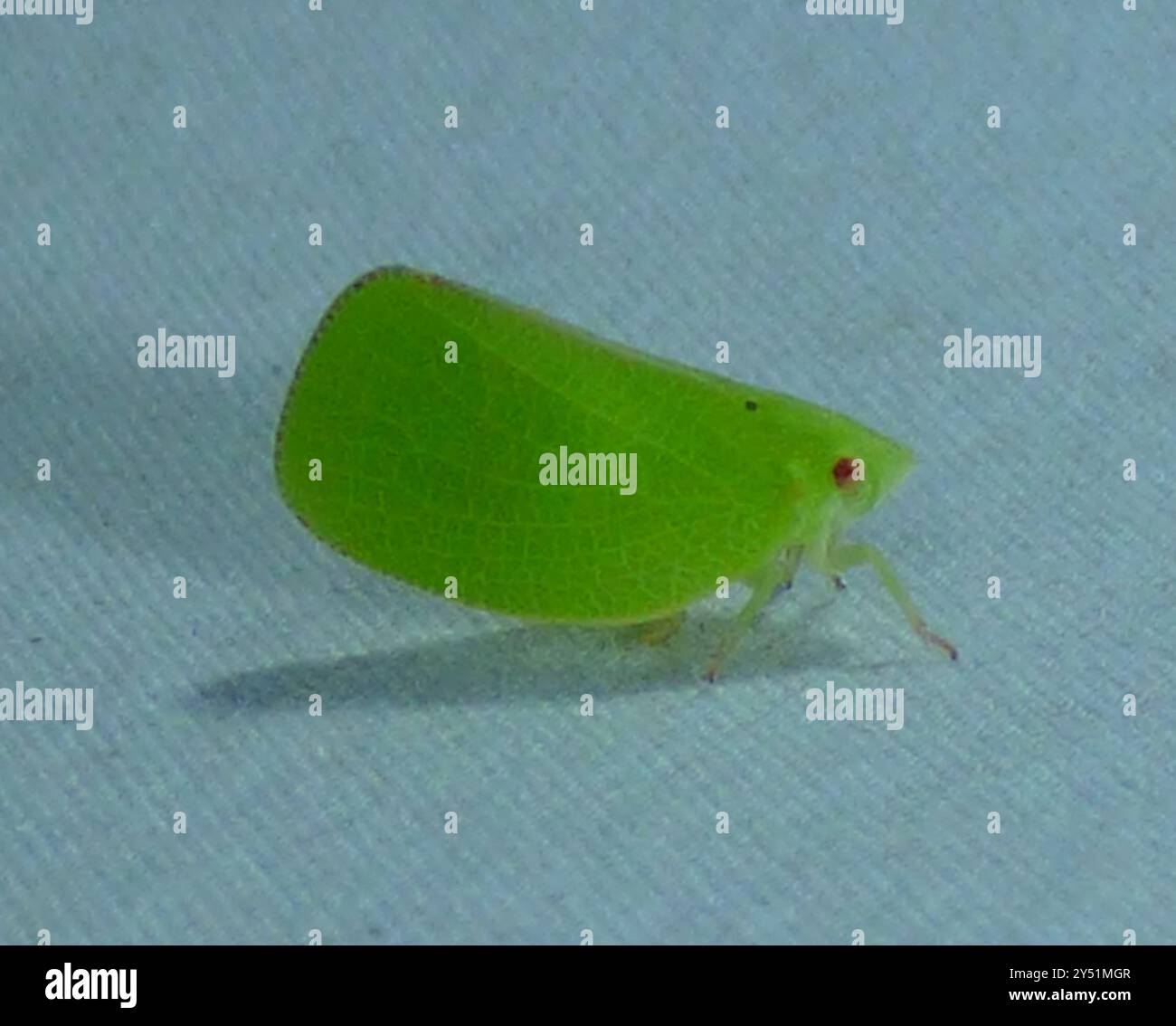 Green Cone-headed Planthopper (Acanalonia conica) Insecta Stock Photo ...