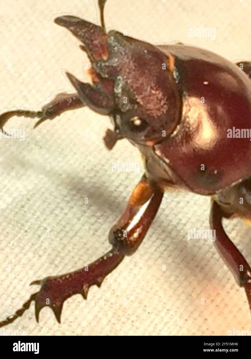 Giant Stag Beetle (Lucanus elaphus) Insecta Stock Photo - Alamy