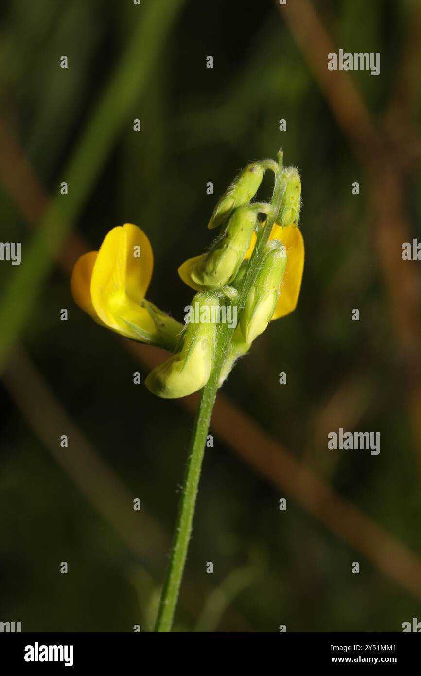 meadow pea (Lathyrus pratensis) Plantae Stock Photo - Alamy