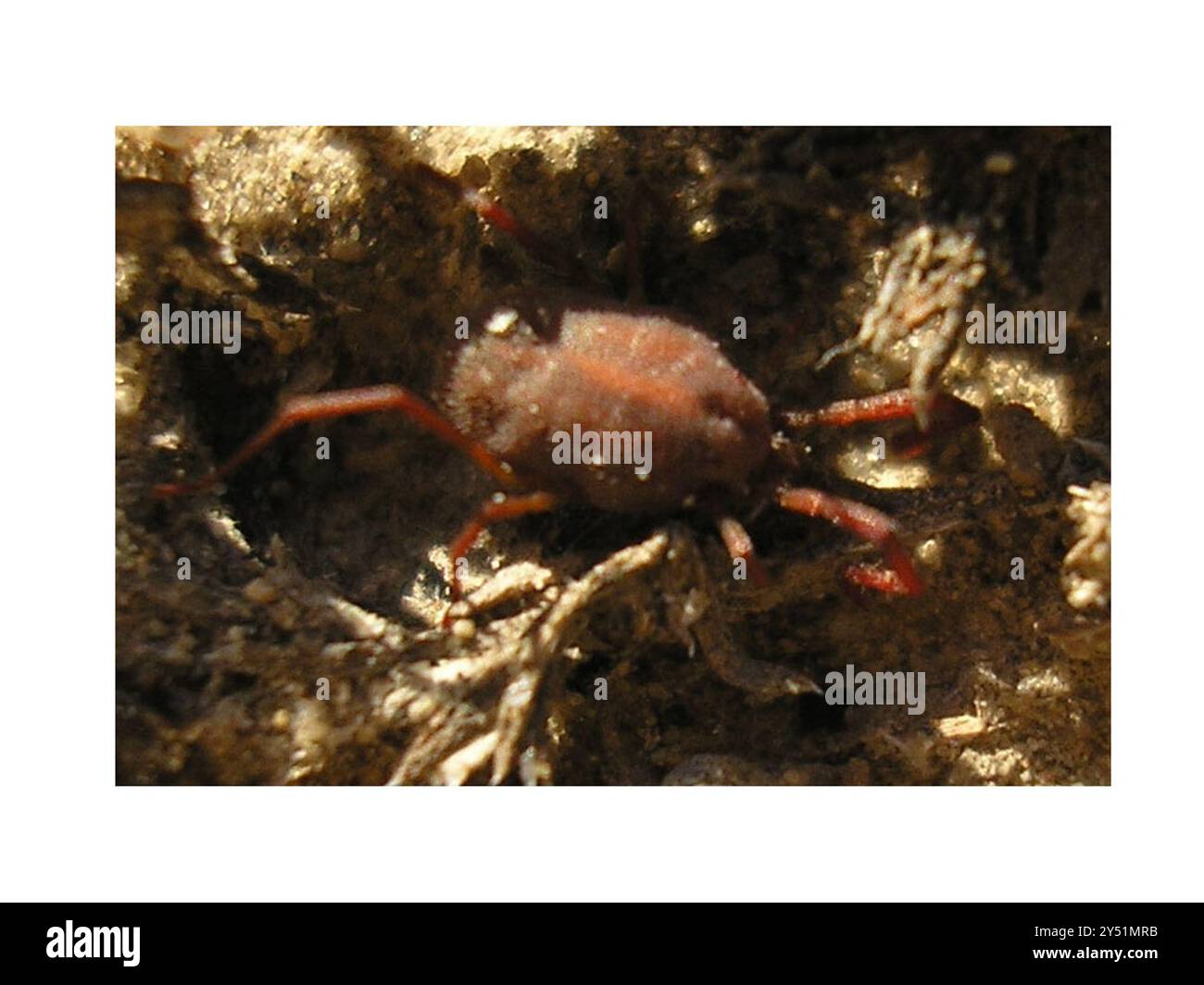 Mites and Ticks (Acari) Arachnida Stock Photo - Alamy