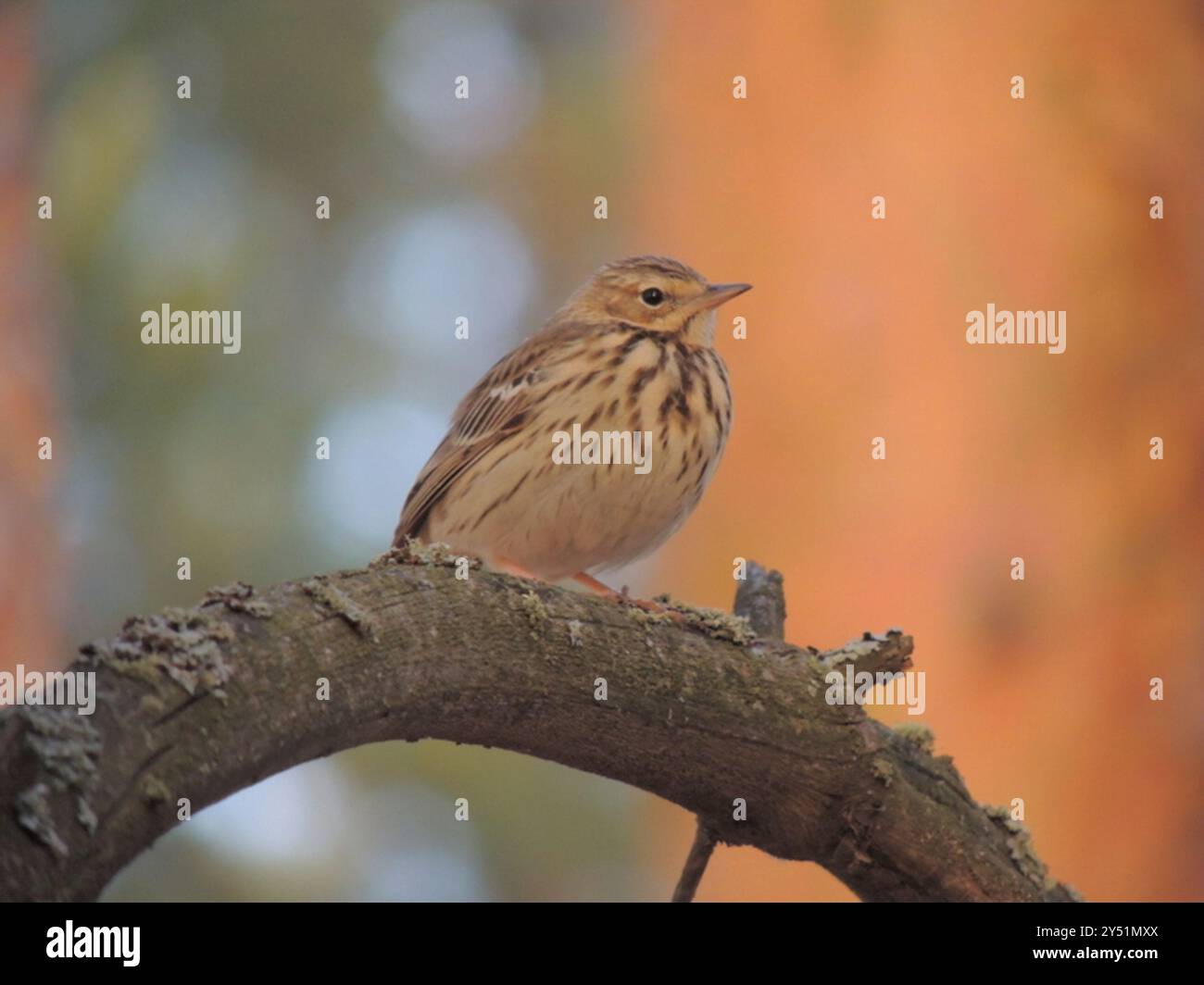 Tree Pipit (Anthus trivialis) Aves Stock Photo - Alamy