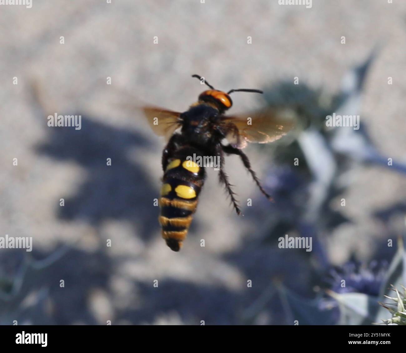 Mammoth Scoliid Wasp (Megascolia maculata) Insecta Stock Photo - Alamy