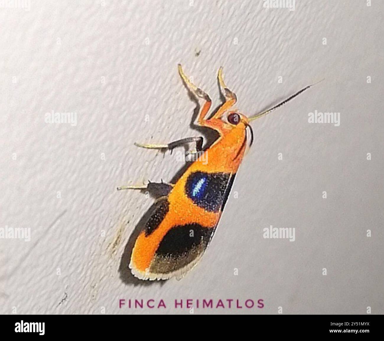 Lichen Moths (Lithosiini) Insecta Stock Photo - Alamy
