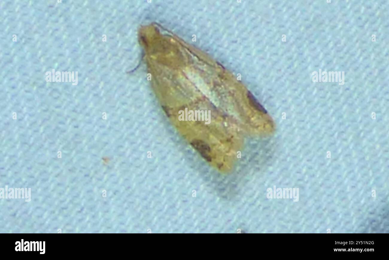 Garden Tortrix (Clepsis peritana) Insecta Stock Photo - Alamy