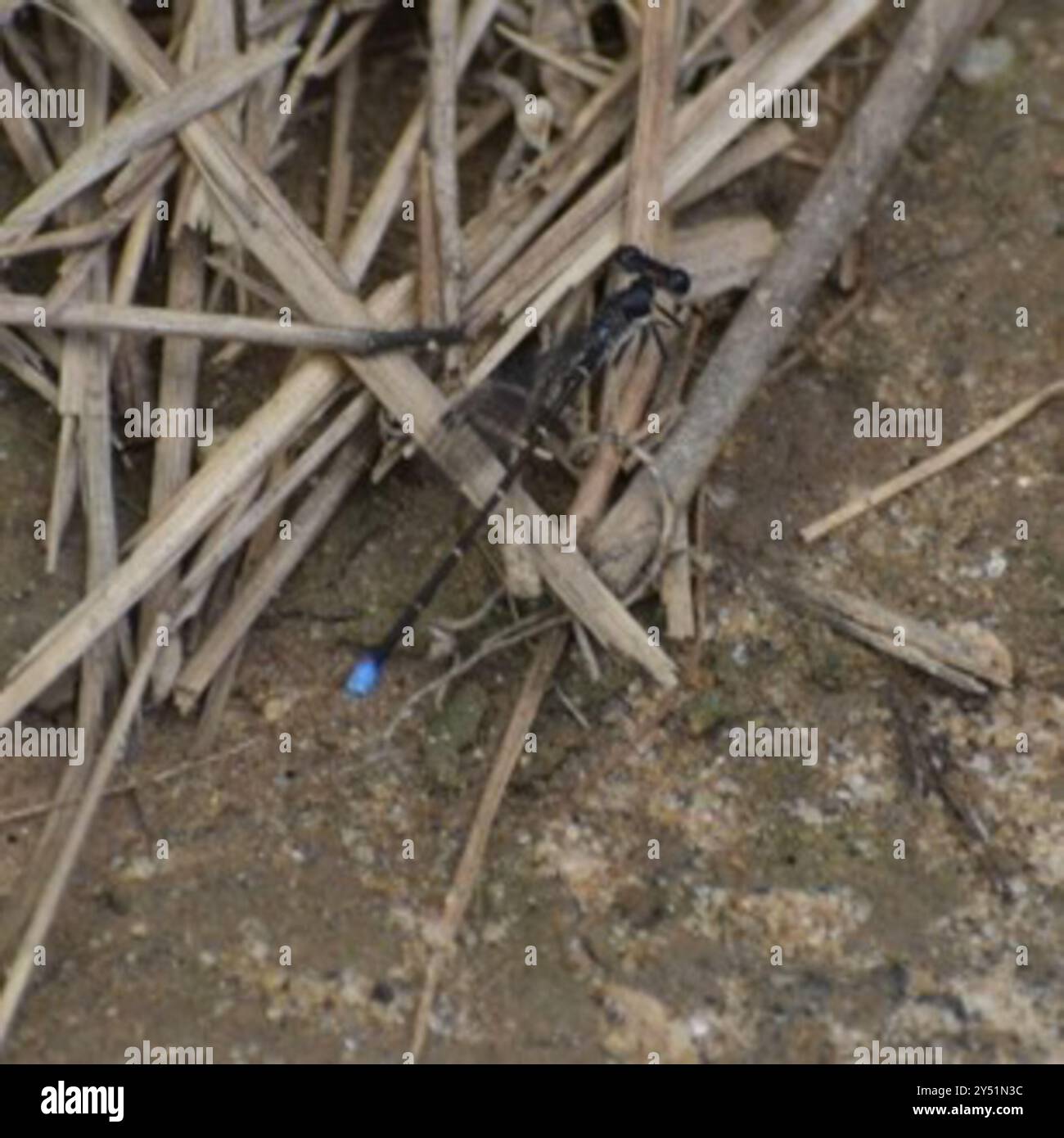 Blue-tipped Dancer (Argia tibialis) Insecta Stock Photo - Alamy