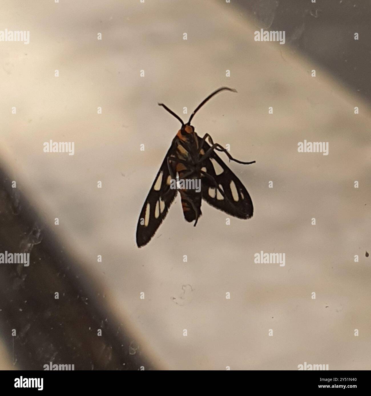 Amata wasp moth hi-res stock photography and images - Alamy