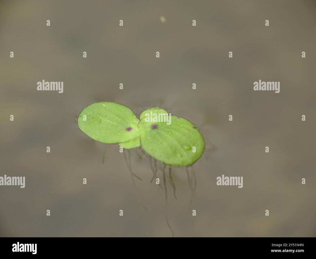 greater duckweed (Spirodela polyrhiza) Plantae Stock Photo - Alamy