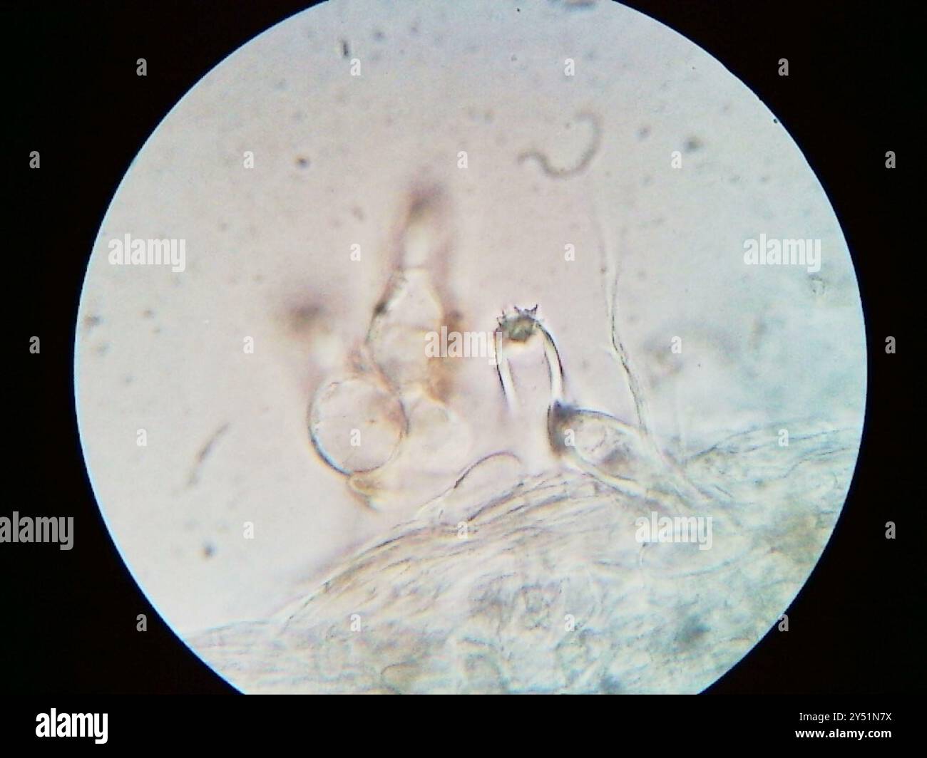 Fibercaps and Allies (Inocybaceae) Fungi Stock Photo - Alamy