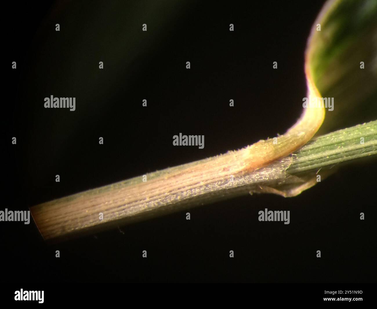 Slim-flower Muhly (Muhlenbergia tenuiflora) Plantae Stock Photo - Alamy