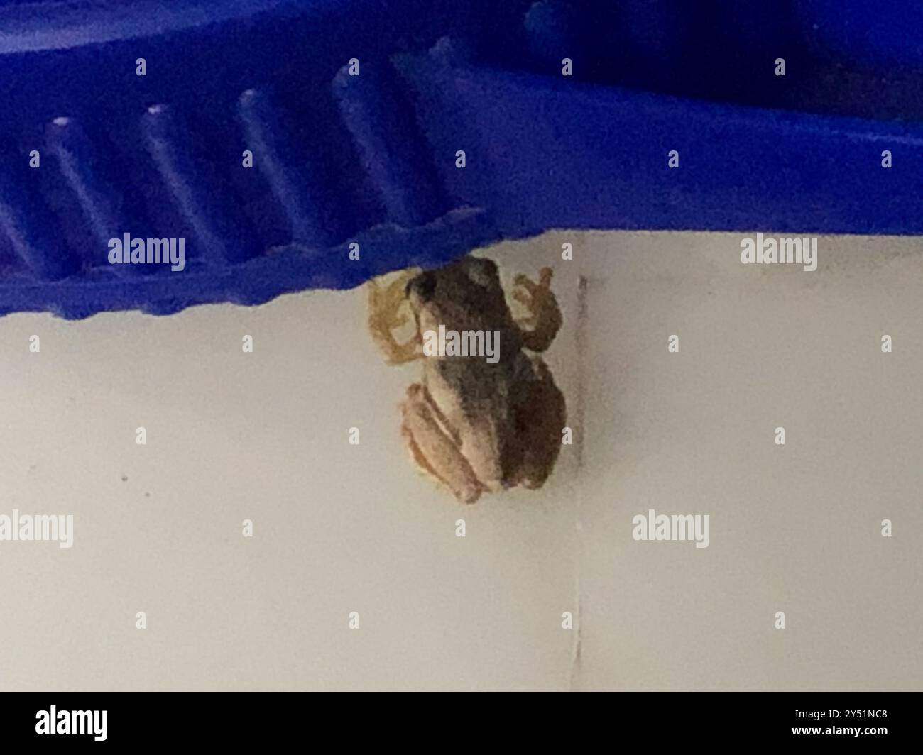 Litoria dentata hi-res stock photography and images - Alamy