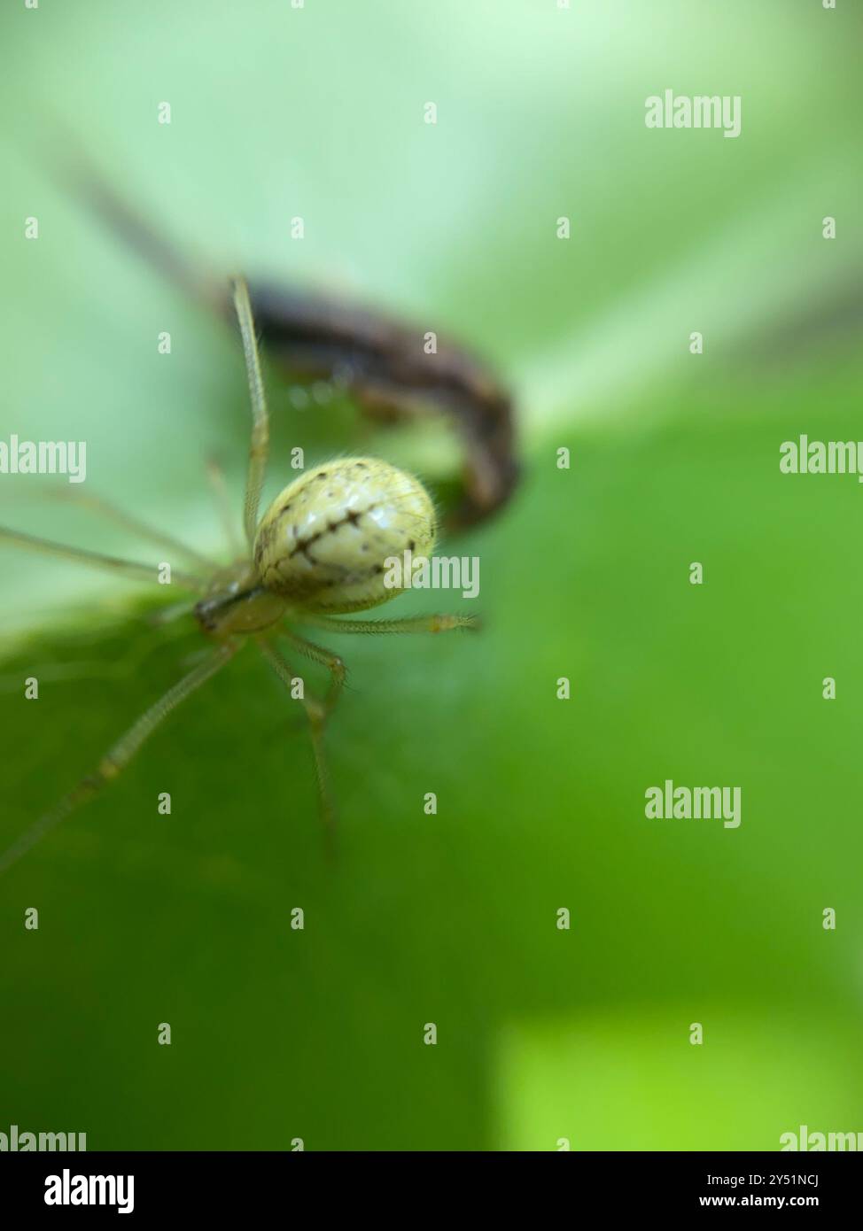 Common candy-striped spider (Enoplognatha ovata) Arachnida Stock Photo ...