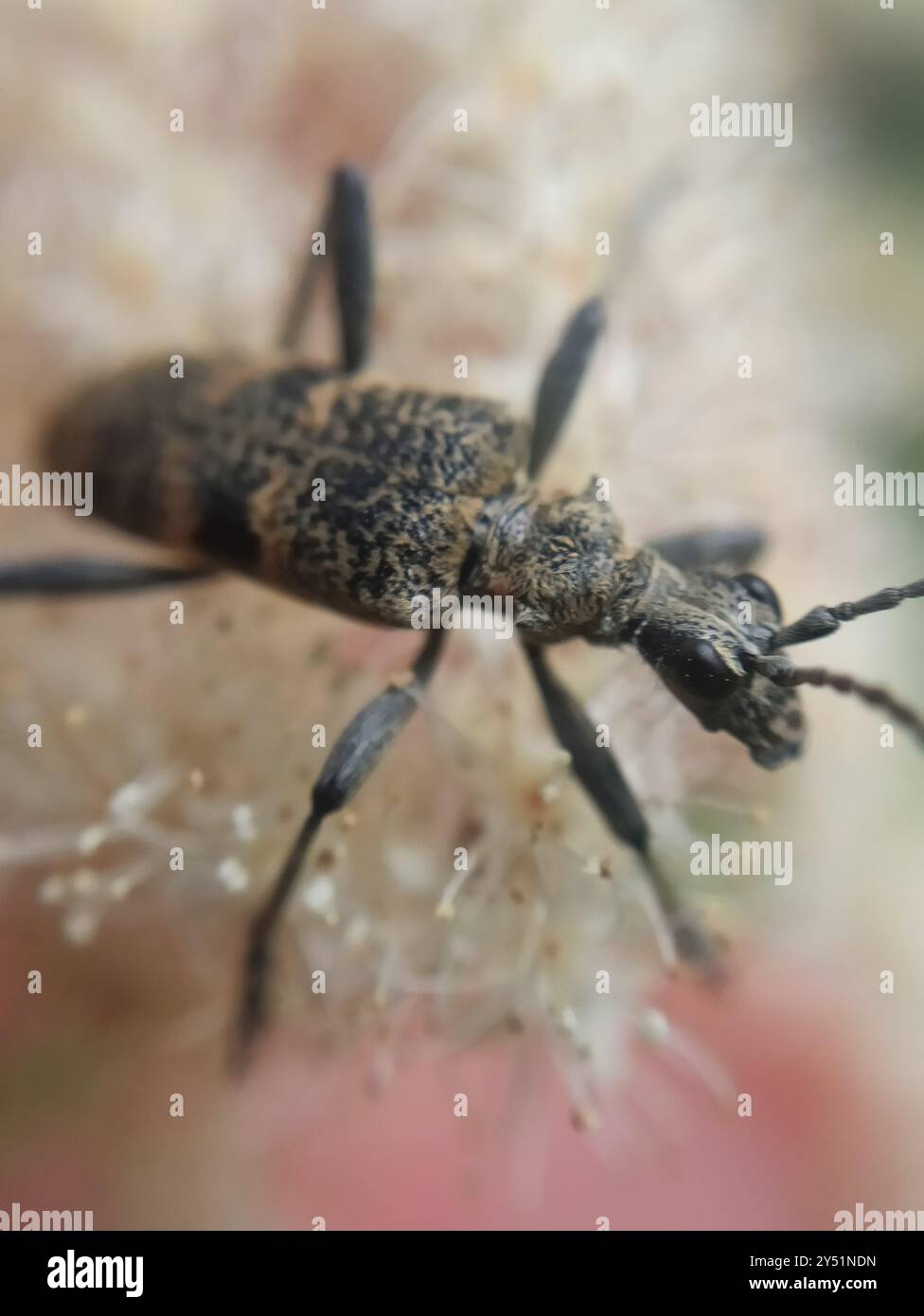 Blackspotted Longhorn Beetle (Rhagium mordax) Insecta Stock Photo - Alamy