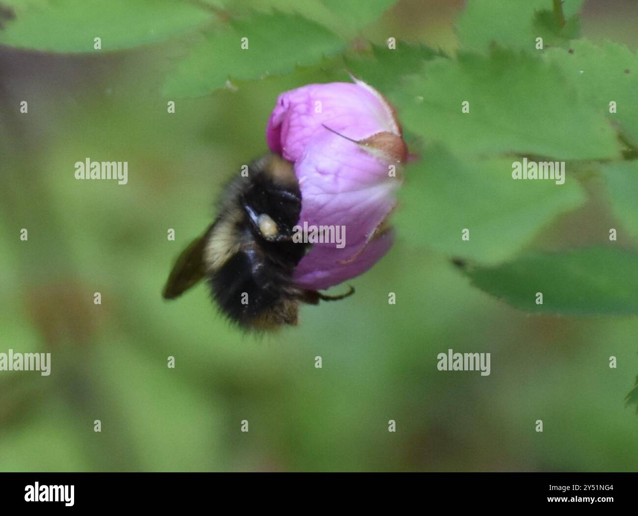 Sitka Bumble Bee (Bombus sitkensis) Insecta Stock Photo - Alamy