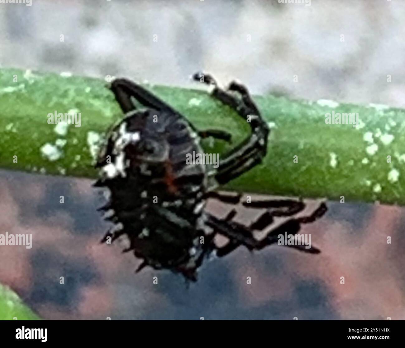 True Bugs, Hoppers, Aphids, and allies (Hemiptera) Insecta Stock Photo ...