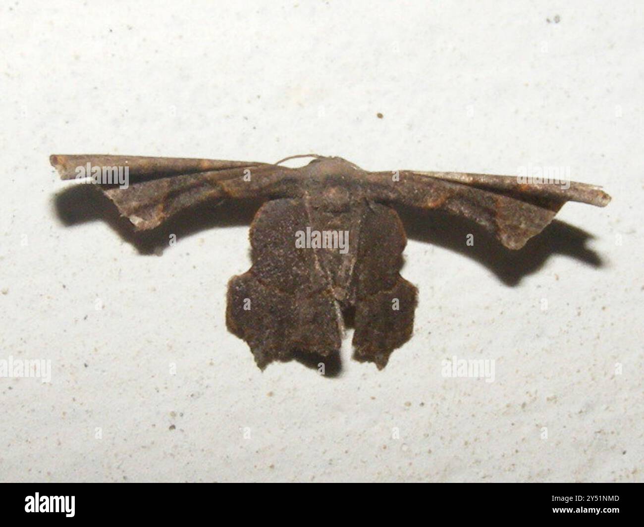 Scoopwing Moths (Epipleminae) Insecta Stock Photo - Alamy