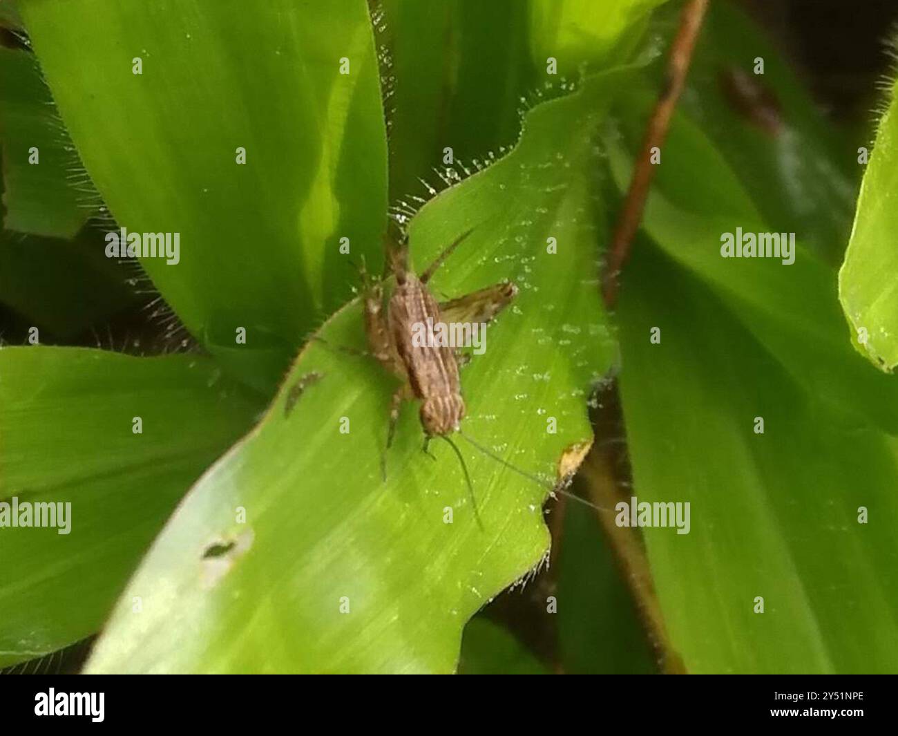 Brown Sword-tail Crickets (Anaxipha) Insecta Stock Photo - Alamy