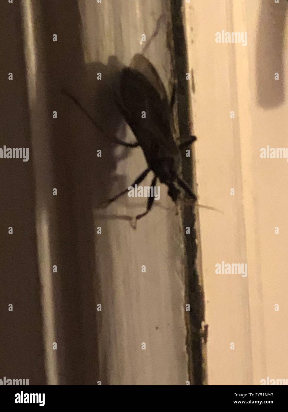 Masked Hunter (Reduvius personatus) Insecta Stock Photo - Alamy