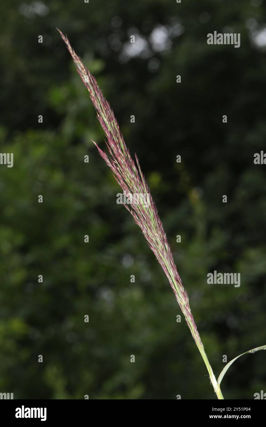 European reed (Phragmites australis australis) Plantae Stock Photo - Alamy