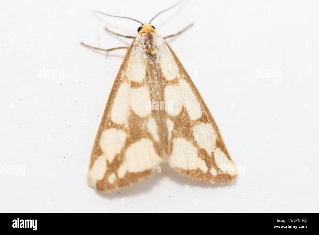 Confused Haploa Moth (Haploa confusa) Insecta Stock Photo - Alamy