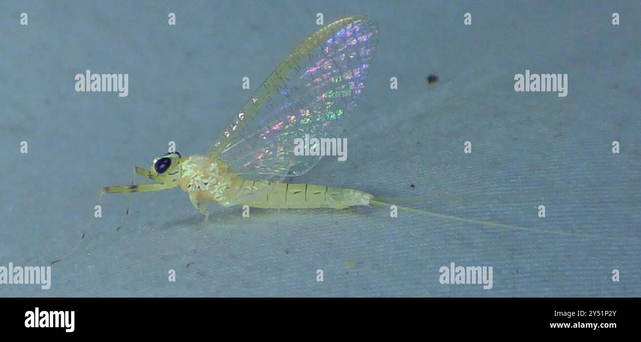 Margined Flat-headed Mayfly (Heptagenia marginalis) Insecta Stock Photo ...