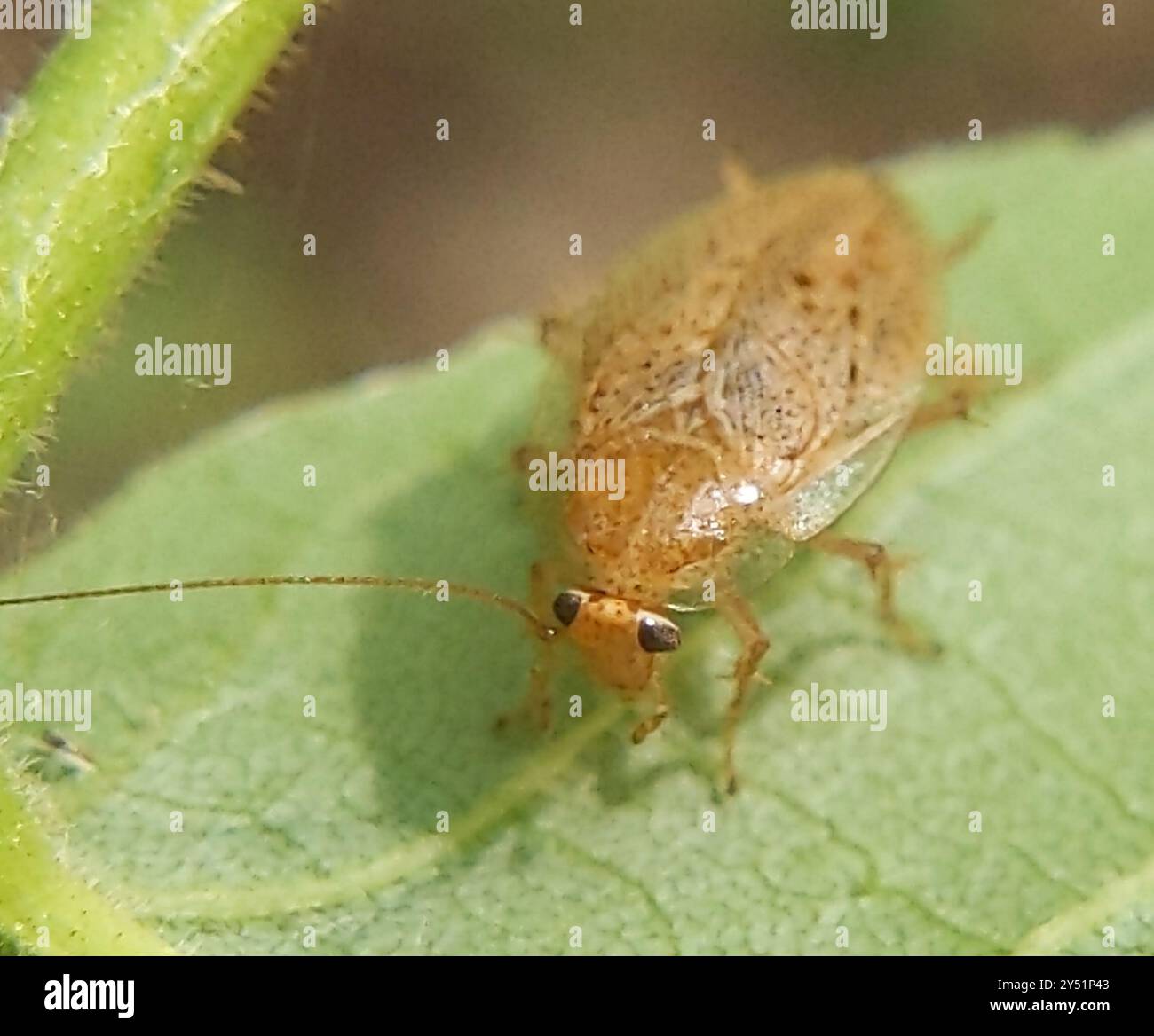 Tawny Cockroach (Ectobius pallidus) Insecta Stock Photo - Alamy