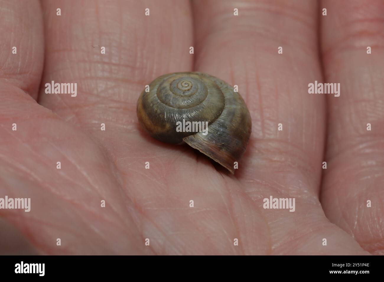 Kentish Snail (Monacha cantiana) Mollusca Stock Photo - Alamy