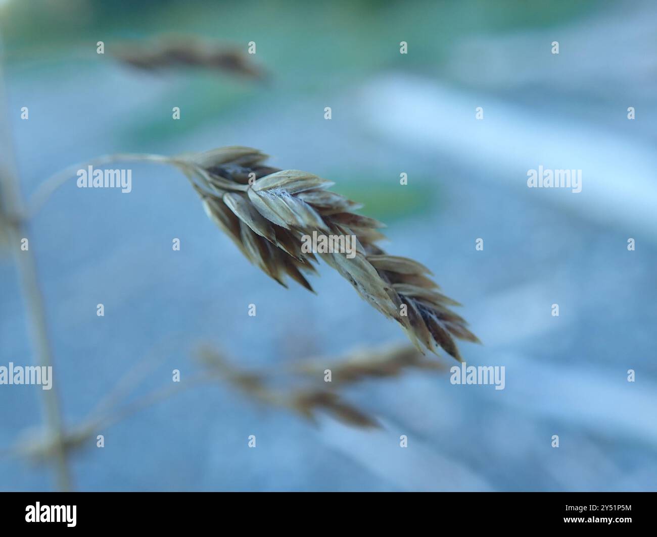 Salt Grass (Puccinellia) Plantae Stock Photo - Alamy