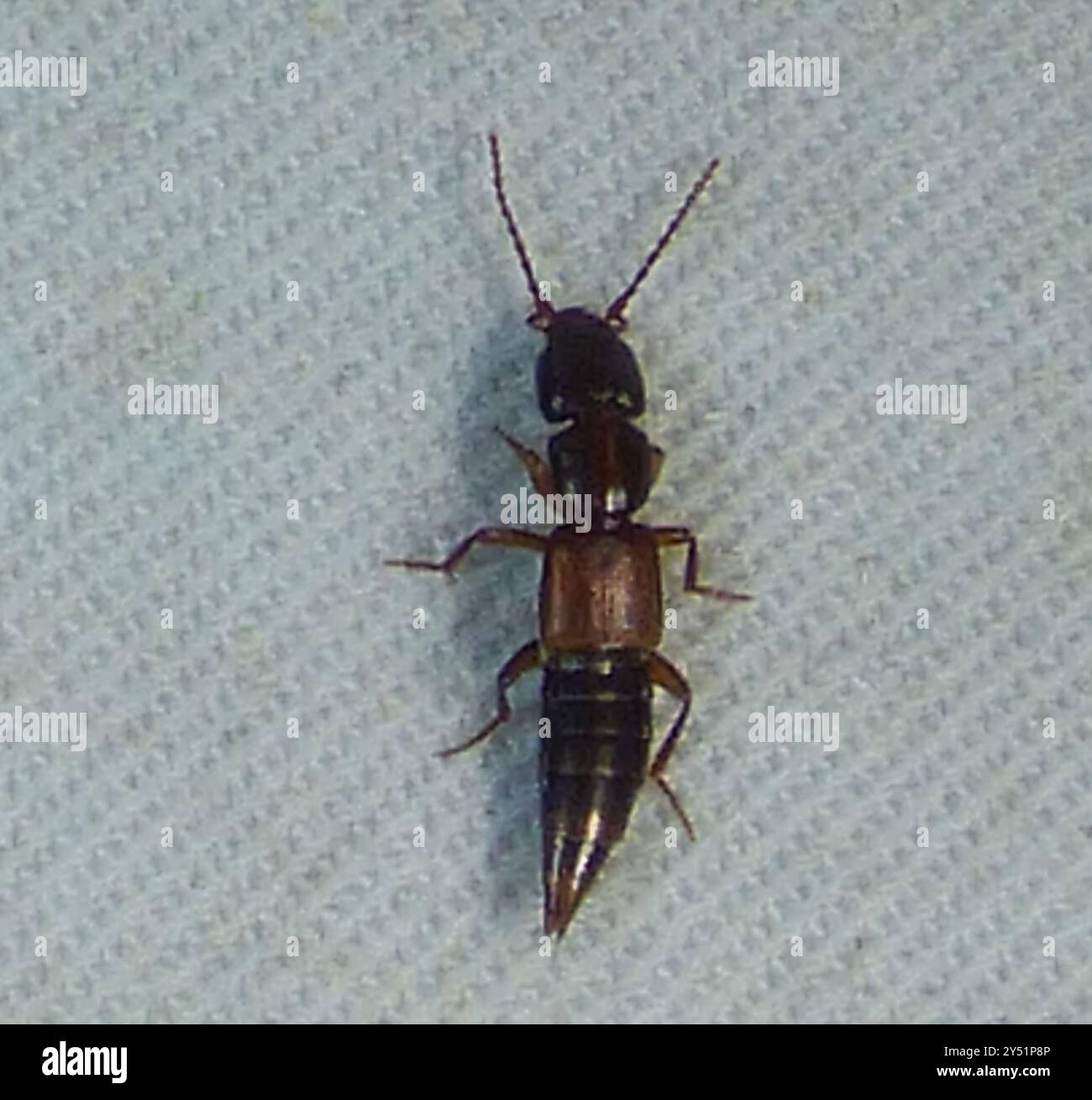 Corticinus hi-res stock photography and images - Alamy