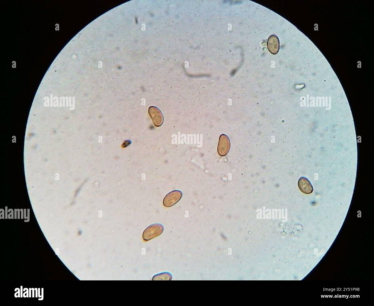 (Pseudosperma friabile) Fungi Stock Photo - Alamy