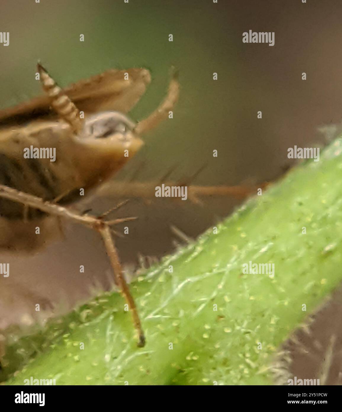 Tawny Cockroach (Ectobius pallidus) Insecta Stock Photo - Alamy
