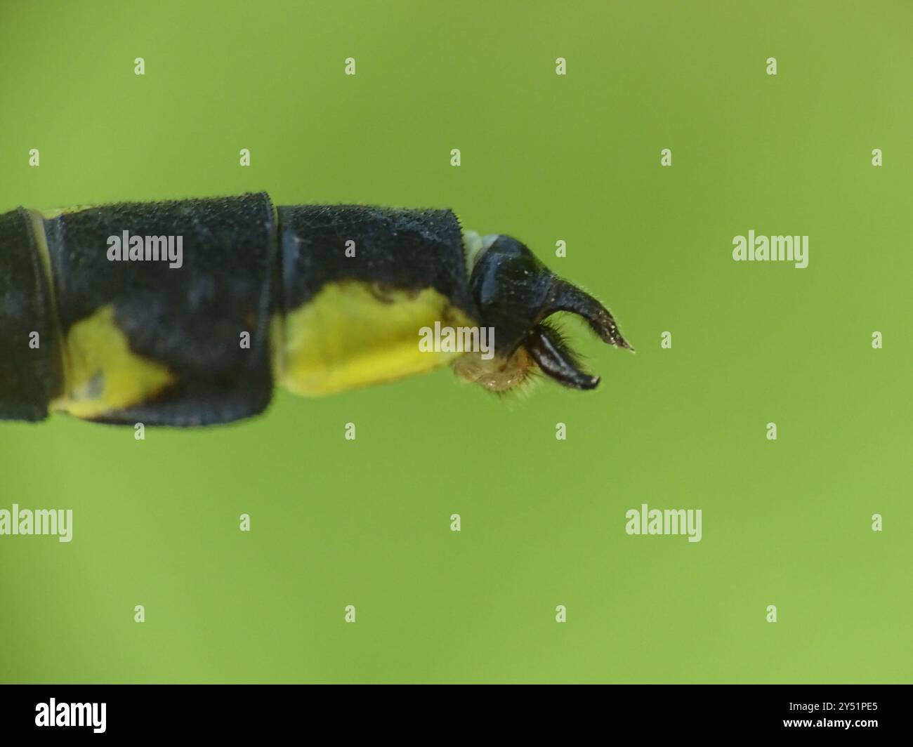 Midland Clubtail (Gomphurus fraternus) Insecta Stock Photo - Alamy