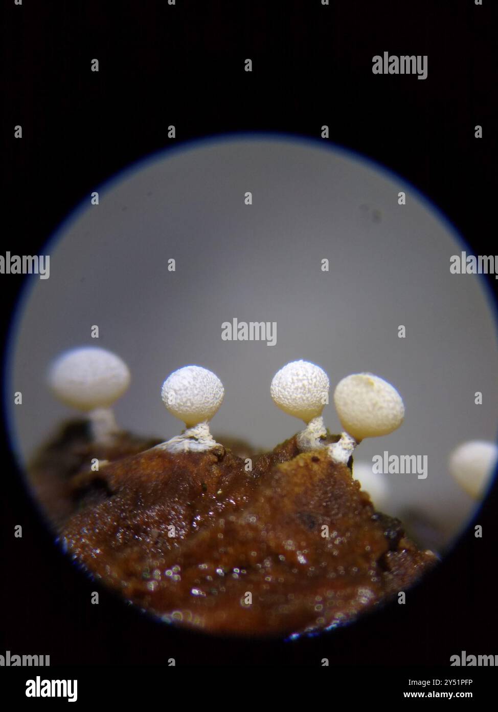 (Physarum compressum) Protozoa Stock Photo - Alamy