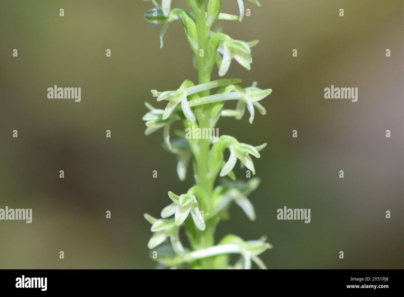 Flat Spurred Piperia (Platanthera transversa) Plantae Stock Photo - Alamy