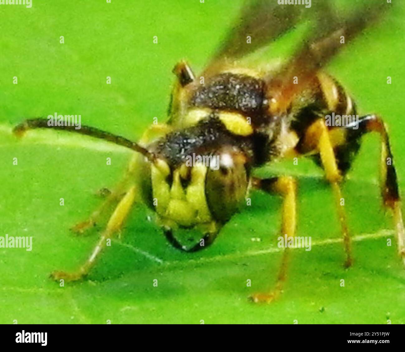 Typical Weevil Wasps and Allies (Cerceris) Insecta Stock Photo - Alamy