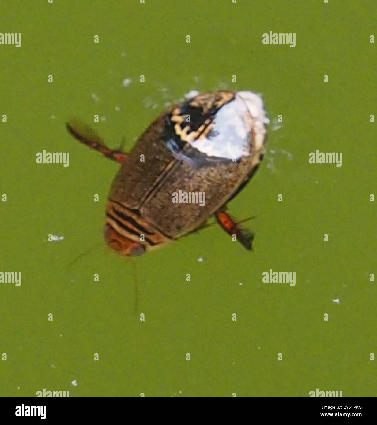 Small Flat Diving Beetles (Acilius) Insecta Stock Photo - Alamy