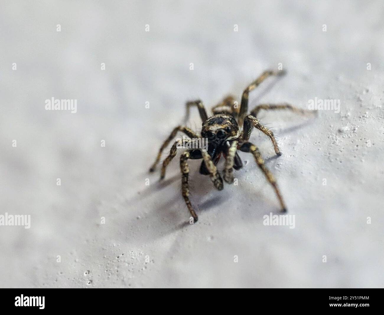 Zebra Jumping Spider (Salticus scenicus) Arachnida Stock Photo - Alamy