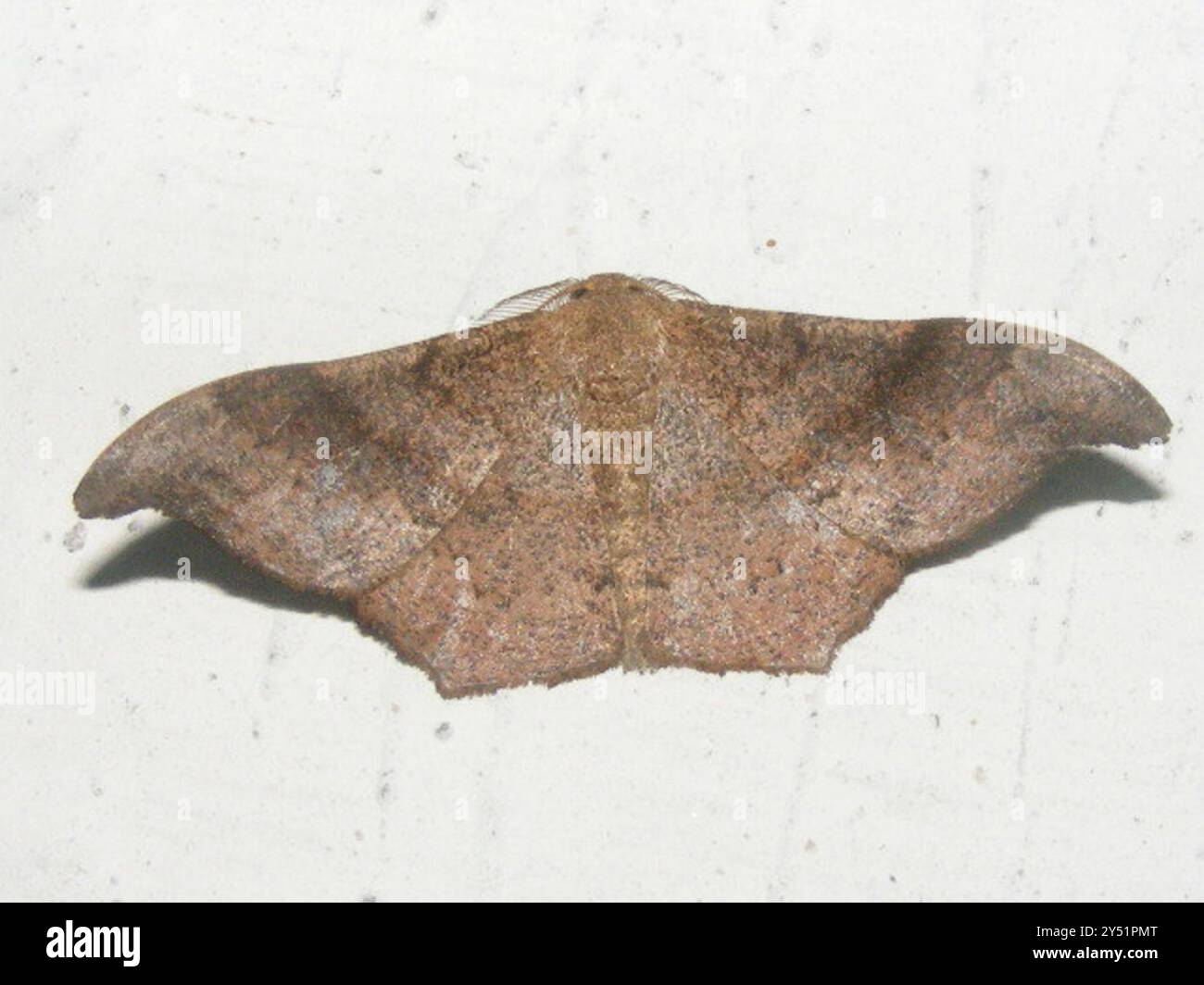 Black looper hi-res stock photography and images - Alamy