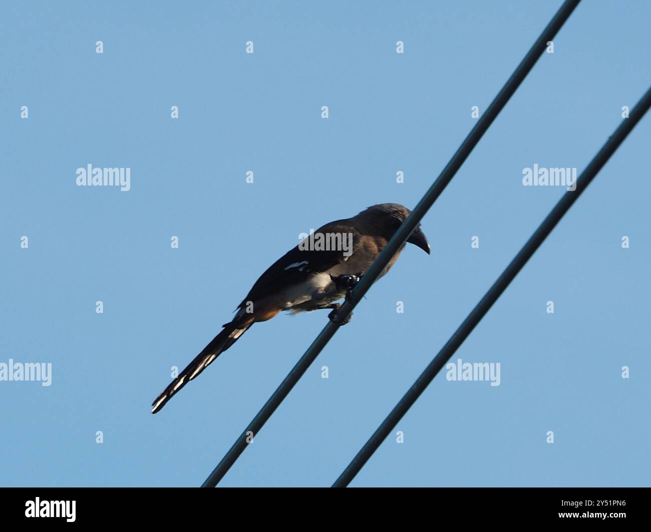 Taiwan Gray Treepie (Dendrocitta formosae formosae) Aves Stock Photo ...