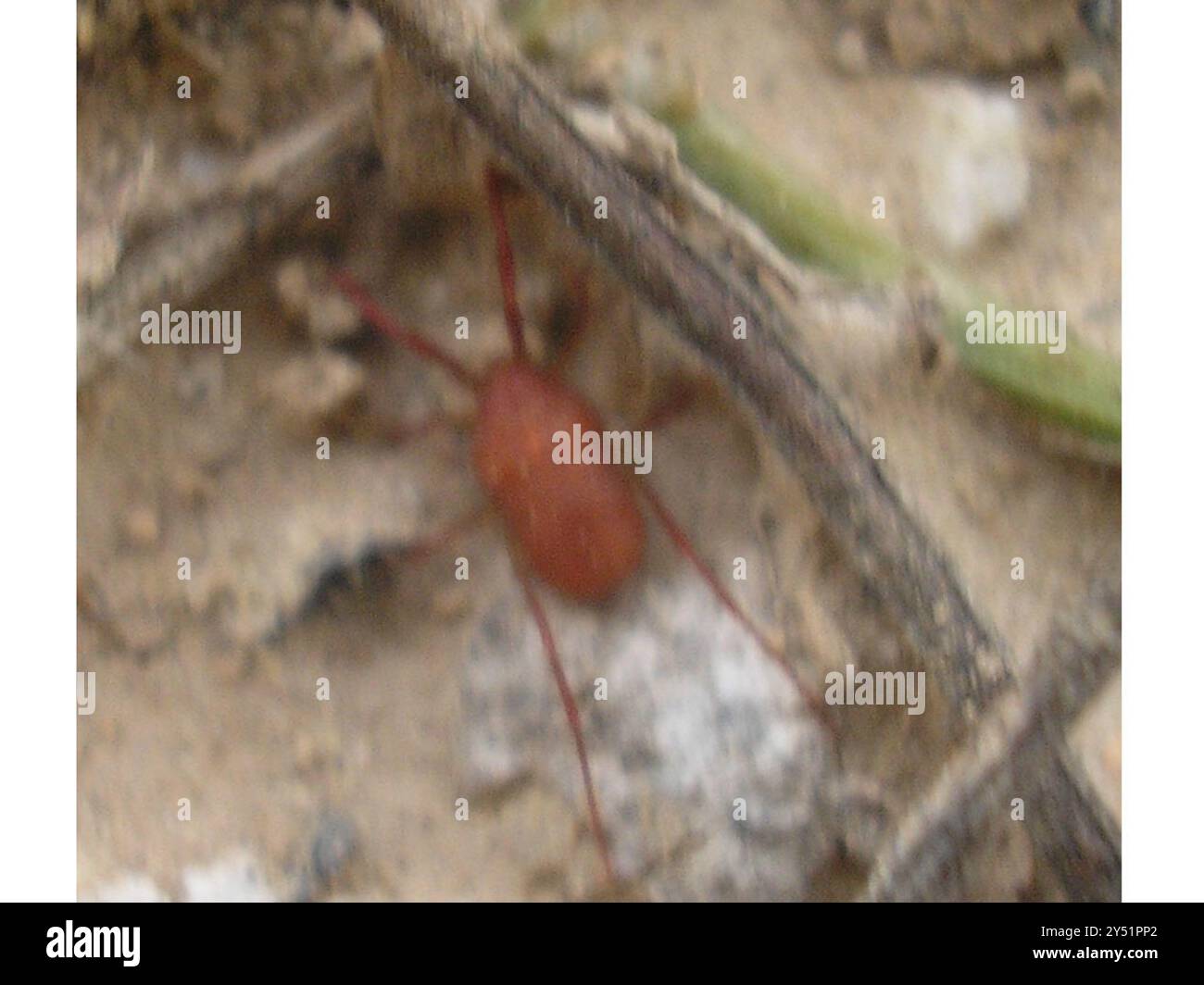 Mites and Ticks (Acari) Arachnida Stock Photo - Alamy