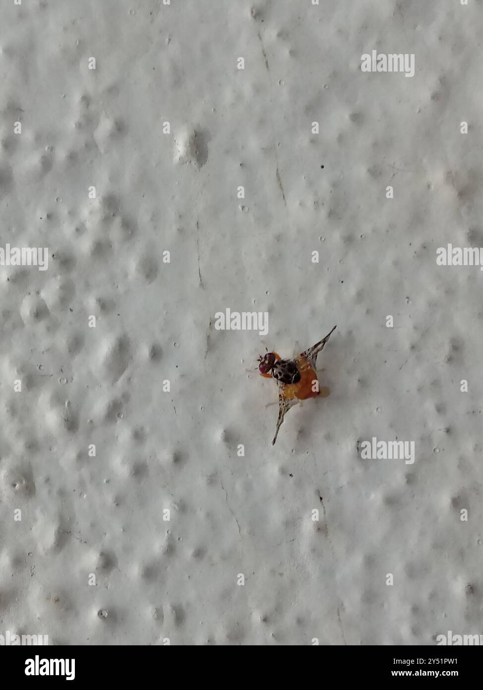 Mediterranean Fruit Fly (Ceratitis capitata) Insecta Stock Photo - Alamy