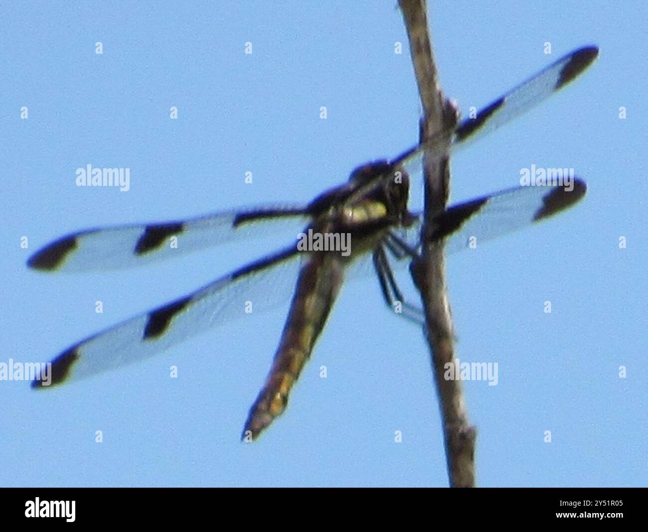 Twelve-spotted Skimmer (Libellula pulchella) Insecta Stock Photo - Alamy