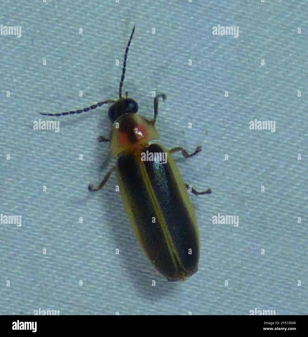 Twilight Bush Baby Firefly (Photinus australis) Insecta Stock Photo - Alamy