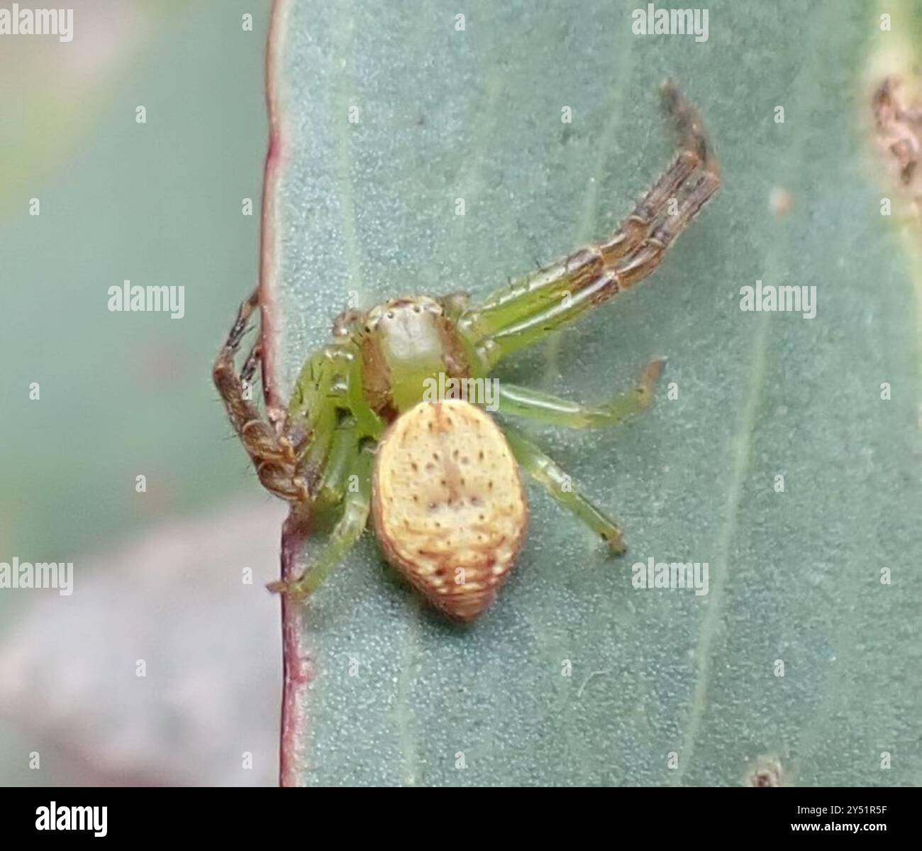 Crab Spiders (Thomisidae) Arachnida Stock Photo - Alamy