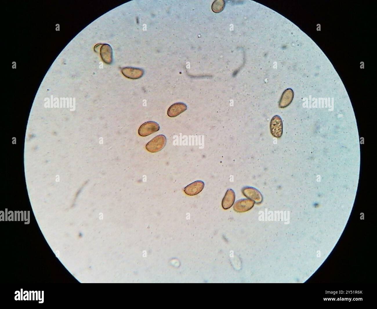 (Pseudosperma friabile) Fungi Stock Photo - Alamy