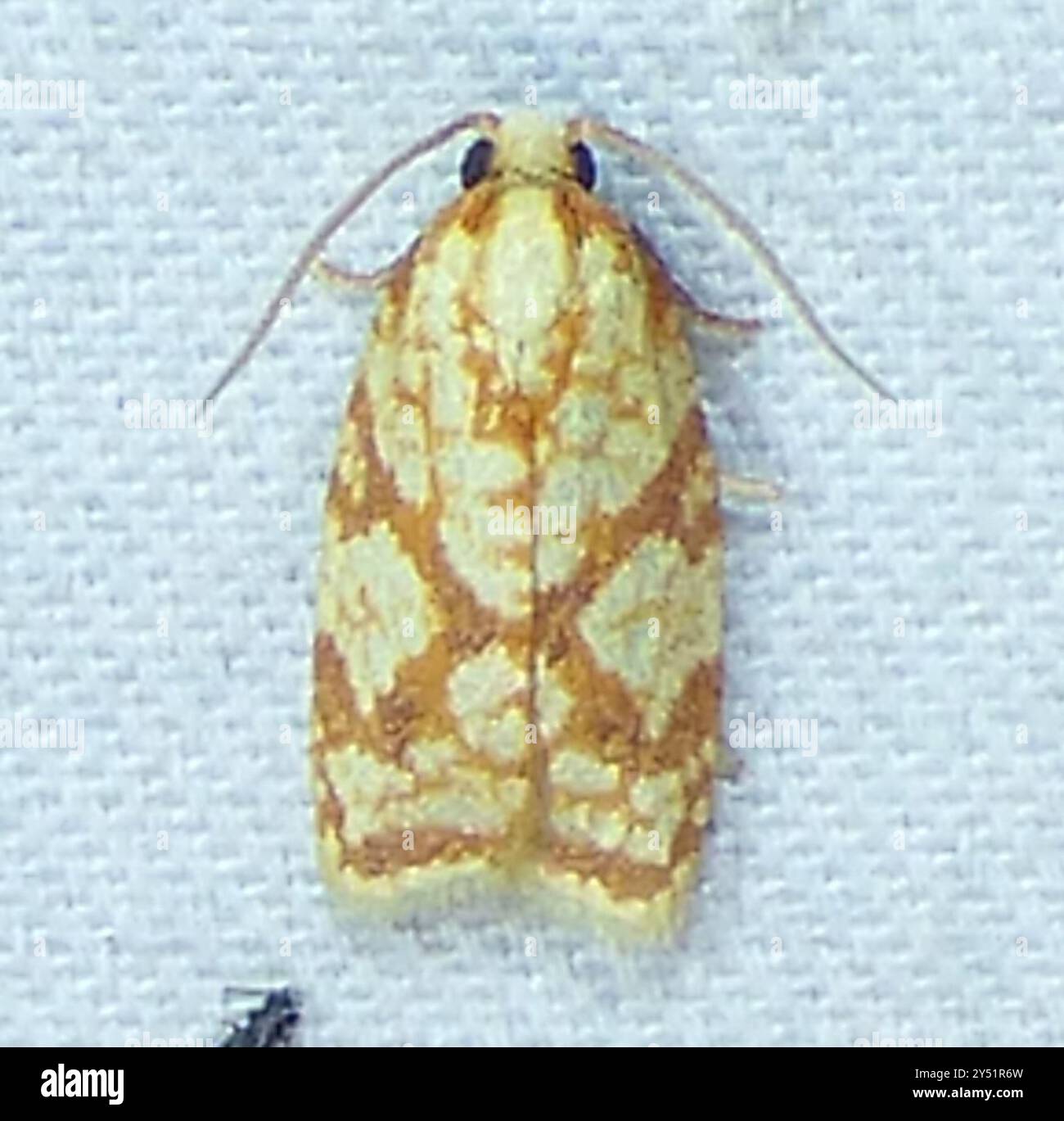 Sparganothis Fruitworm Moth (Sparganothis sulfureana) Insecta Stock ...