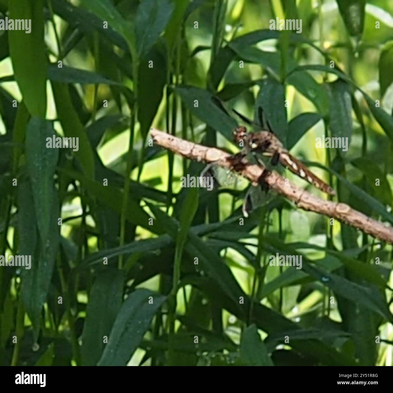 Common Whitetail (Plathemis lydia) Insecta Stock Photo - Alamy