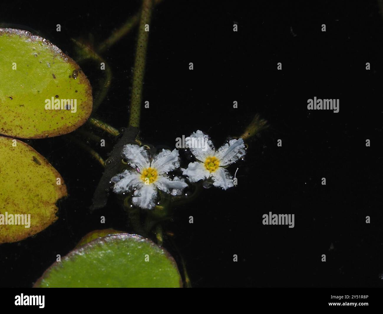 crested floating-heart (Nymphoides hydrophylla) Plantae Stock Photo - Alamy