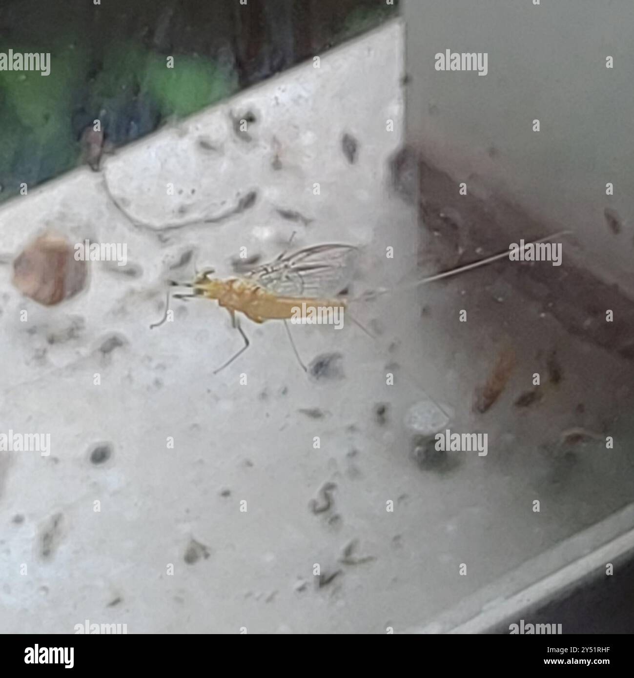 Light Cahills (Stenacron) Insecta Stock Photo - Alamy