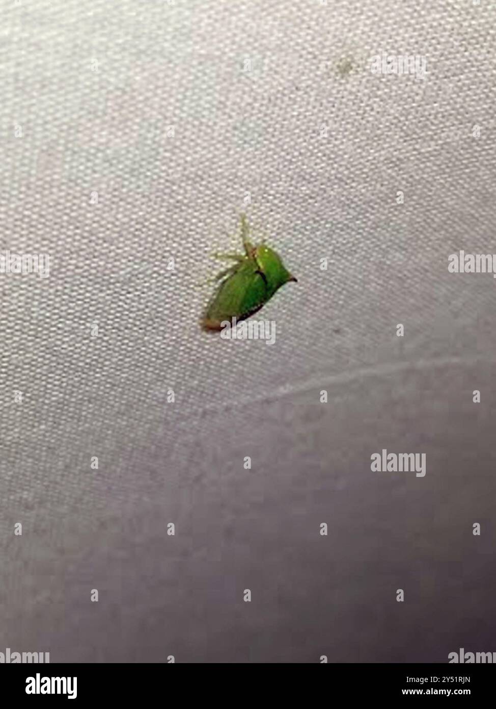 Buffalo Treehoppers and allies (Ceresini) Insecta Stock Photo - Alamy